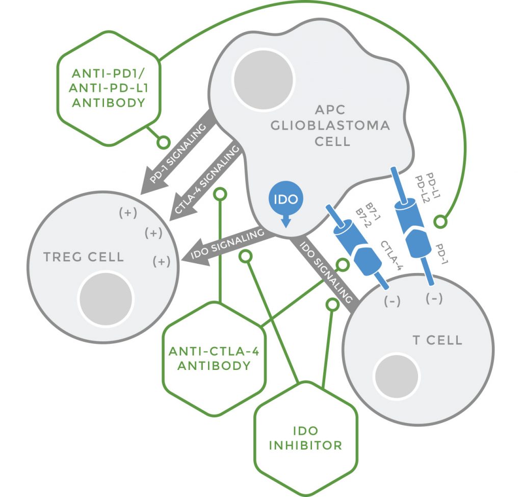 Liposomal Curcumin for Treatment of Cancer - Signpath Pharma